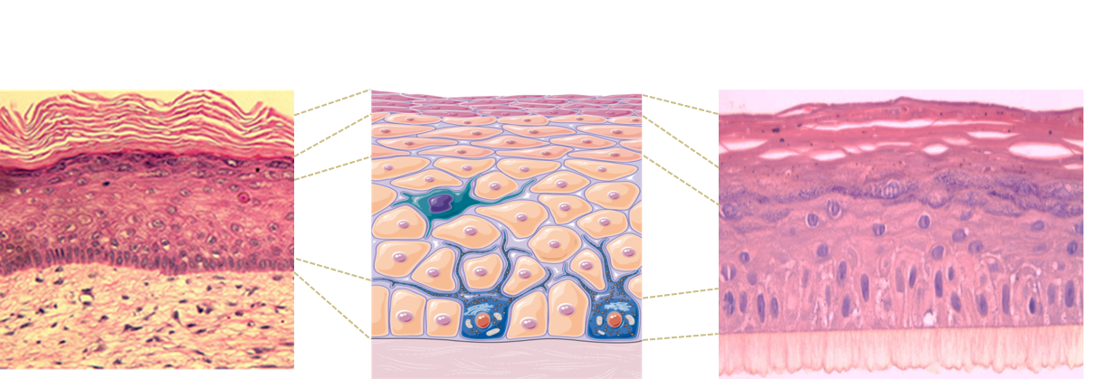 Les modèles cellulaires – Cell Alternativ